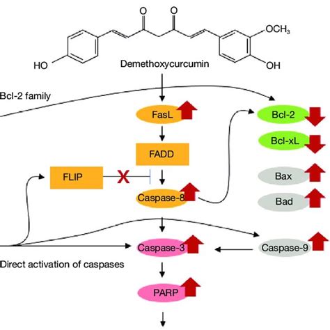 Schematic Diagram Of Dmc Induced Apoptosis In Fadu Cells Dmc