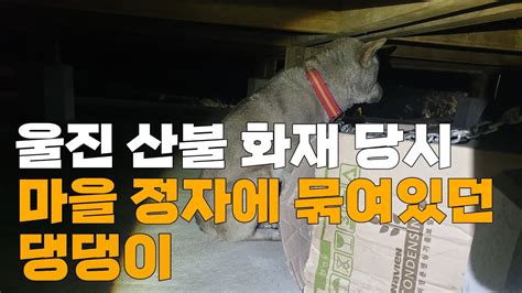 울진 산불로 한순간에 집을 잃은 아이토르 구조스토리 Youtube