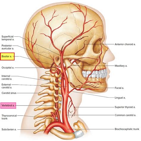 Basilar Artery