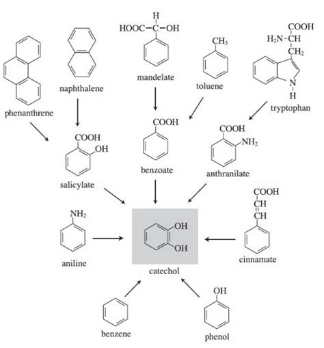 603uiiaromatic Nilesh