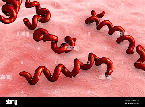Syphilis Pathogen Hi Res Stock Photography And Images Alamy