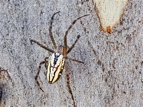 Id Pls South Nsw Australia Rspiders