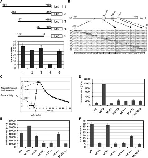 Identification Of Functional Cis Regulatory Elements Of The Hy5 Download Scientific Diagram