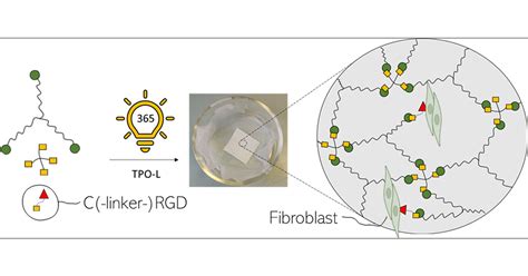 Nature Inspired Dual Purpose Strategy Toward Cell Adhesive Pcl Networks C Linker Rgd