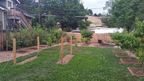 Small Backyard Orchard The Backyard Gallery