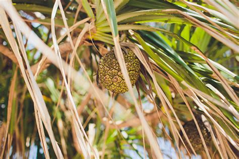 석양에 야자수 나뭇가지 또는 야자수 잎 빈티지 레트로 예술적 흐릿한 렌더링 된 렌즈 플레어 배경 편집 0명에 대한 스톡 사진 및 기타 이미지 Istock