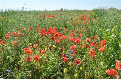 Wild Flowers Grow In The Field Stock Image Image Of Garden Color