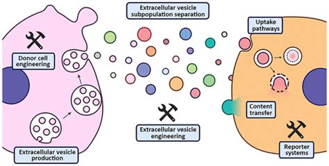 细胞外囊泡的药物输送：从想象到创新。 Accounts Of Chemical Research X Mol