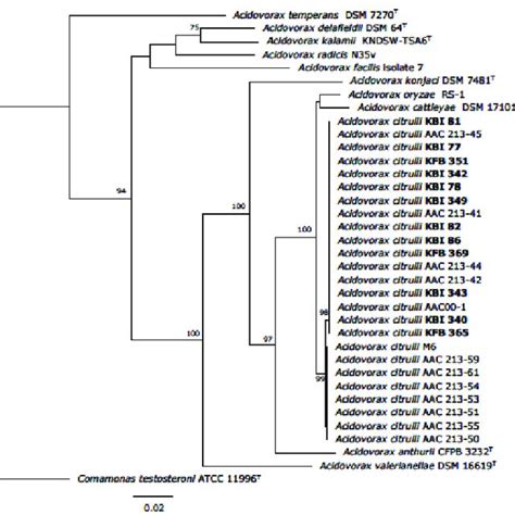 Maximum Likelihood Tree Based On Concatenated Housekeeping Genes Adk