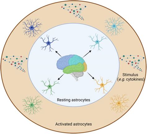 Heterogeneity Of Brain Extracellular Matrix And Astrocyte Activation Janet Kotsakis Shrm Cp