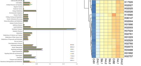 Annotations Of Kegg Predicted Functions Of Gut Bacterial Communities In Download Scientific