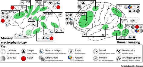 The Distributed Nature Of Working Memory Trends In Cognitive Sciences