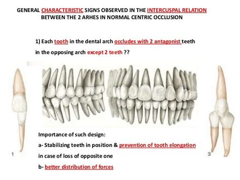 Classification Of Occlusion And Malocclusion Dr Nabil Al Zubair