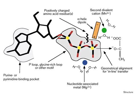 Phosphoryl Group Structure