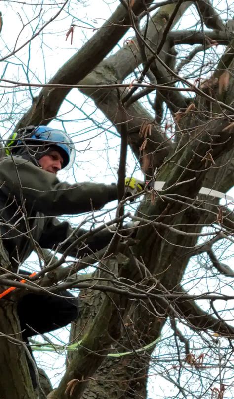 Tree Pruning Services BigLeaf Tree Service