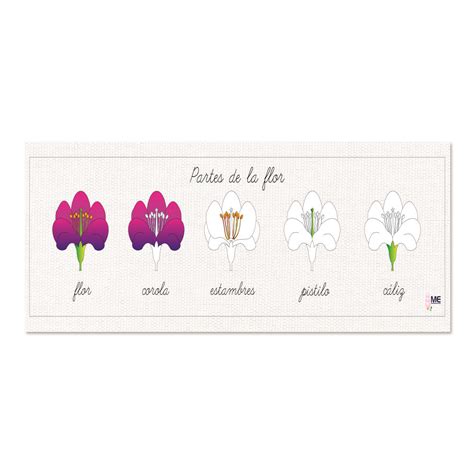 Cartel Partes De La Flor Montessori Educativos