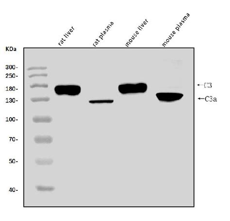 Anti Complement C3 C3 Antibody