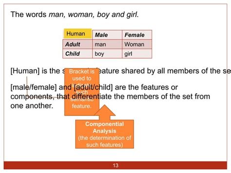 Lexical Relations In Semantic Pptx Genealogy And Ancestry Hobbies