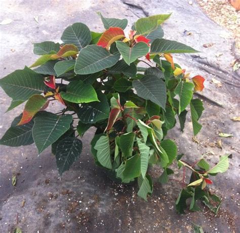 Pythium Root Rot On Poinsettias PT Growers And Consumers