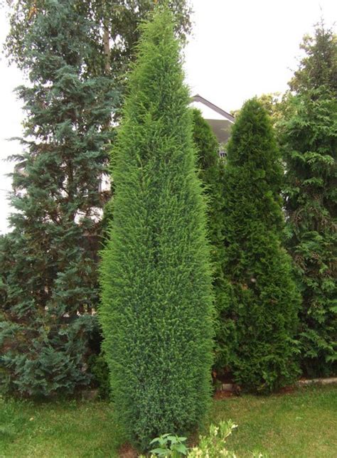 Можжевельник обыкновенный 'Suecica'/ Juniperus communis 'Suecica ...