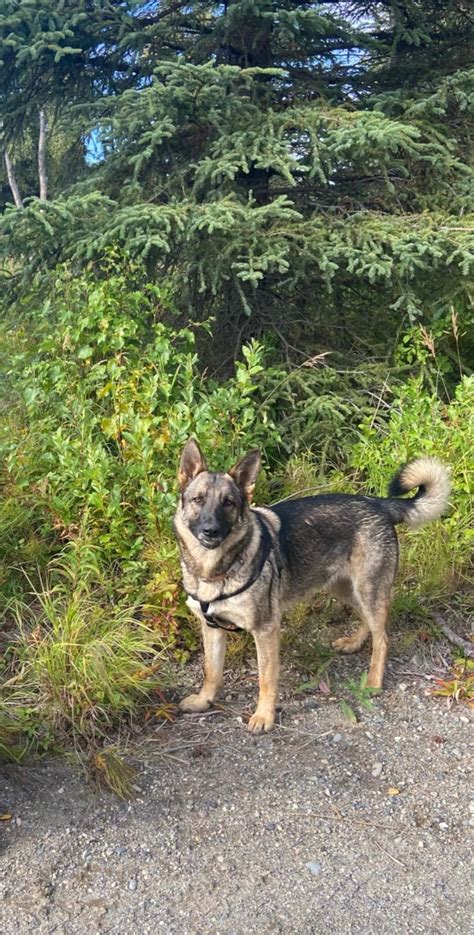Sentry Shepherds Rescue Home