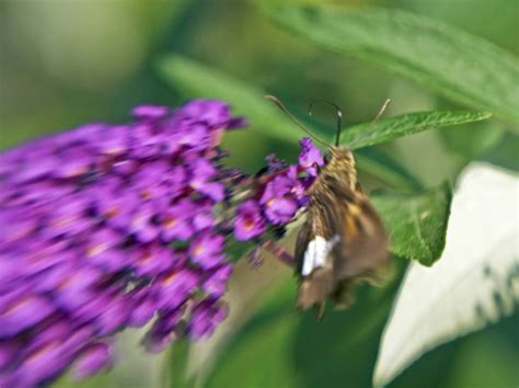 BUTTERFLY Shutterbug