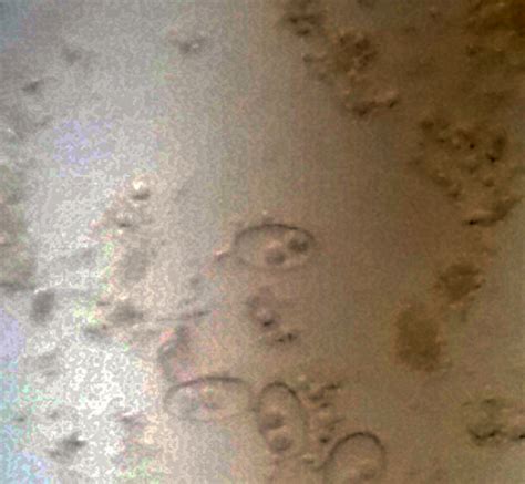 Confirm Id Of Parasites In Fecal Float Chameleon Forums