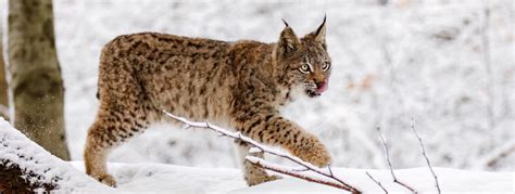 Gaupe Lille Norske Leksikon
