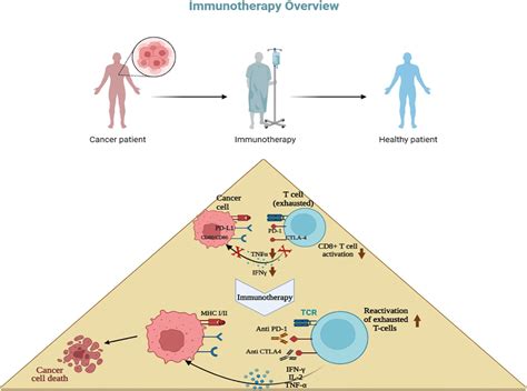 Frontiers Erratum Investigating Tumor Immunogenicity In Breast