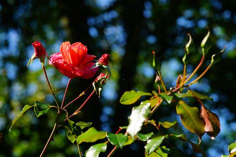 무료 이미지 나무 자연 분기 햇빛 잎 장미 꽃 녹색 가을 식물학 정원 플로라 꽃들 관목 향기로운 늦여름 부드러운 매크로 사진 꽃 피는 식물