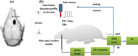 A Sketch Of The Cranial Opening Made Rostral To The Bregma On The Download Scientific Diagram