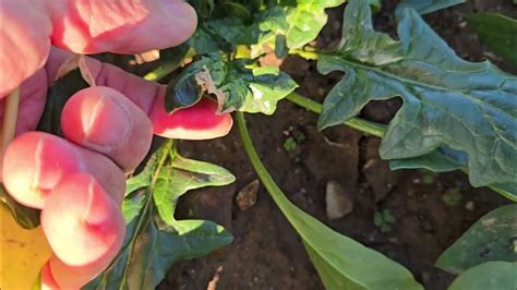 황금알농법 고성 시금치 돈버는농사 무름병 흑색석음병 잿빛곰팡이 엽면시비 설탕 웃비료 요소비료 Youtube