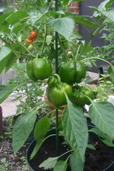 23 Types Of Bell Pepper Varieties Balcony Garden Web
