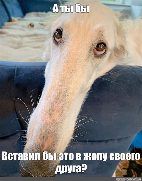 Создать мем борзая эрис собаки с длинной мордой собака борзая Картинки Meme