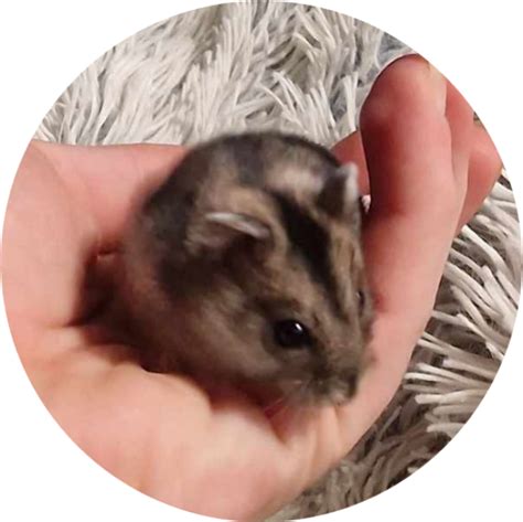 Til Salg Ziegler Hamsteropdræt