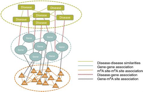 The Constructed Multi Layer Heterogeneous Network To Infer Disease M⁶a Download Scientific