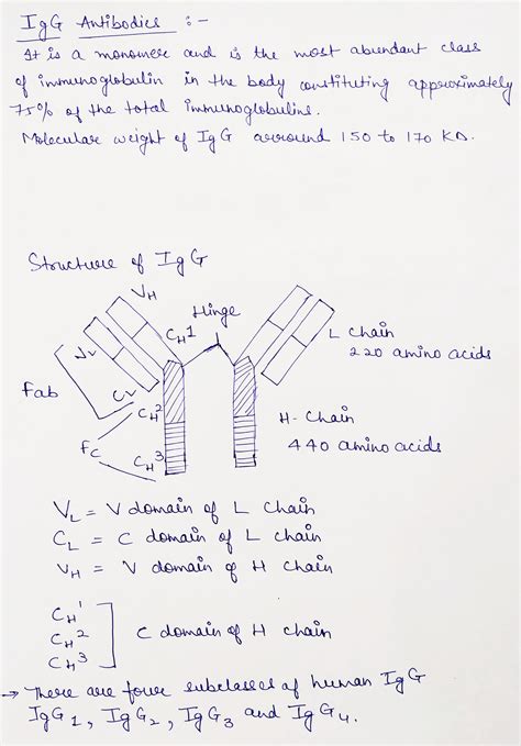 Solved Describe The Structure And Function Of Igg Antibodies Course