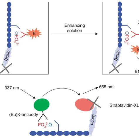 The Ligandkinase Binding Assay Download Scientific Diagram