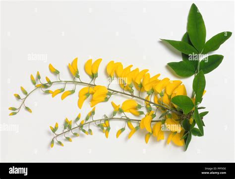 Golden Chain Tree Leaves