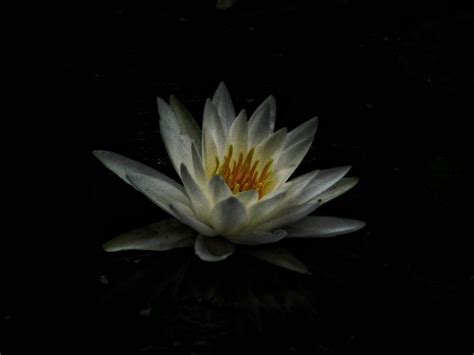 Lily Sharp Photograph By Lauren R Patrignelli Fine Art America