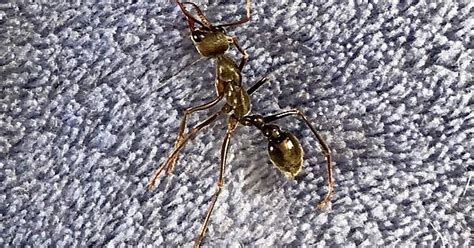 Hi Im A Brit Living In Australia And I Just Had My First Bull Ant