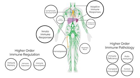 Immunology Concept Map E18 By Kristen Hayward On Prezi