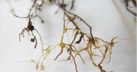 딸기밭 선충 휴경기에 꼭 방제하세요