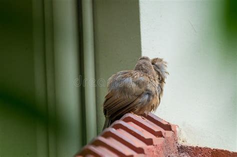 Yellow Billed Babbler Stock Image Image Of Yellowbilled 271273011