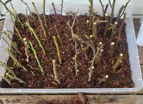 How To Grow Trees From Cuttings Treenursery Net