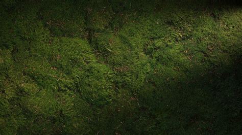 Artstation Photoscanned Forest Moss 2
