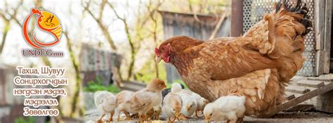 Undug Mn Өндөг мн Home