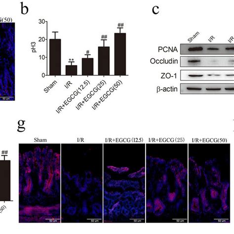 Egcg Improves Intestinal Mucosal Proliferation And Barrier Function