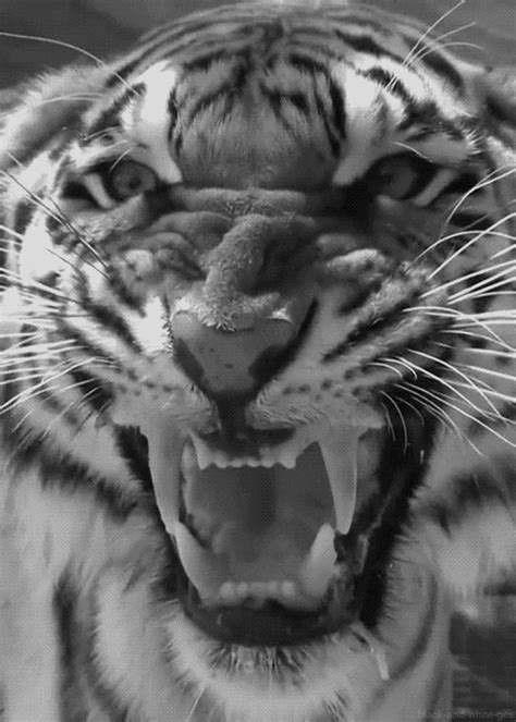  Roar Animated  On Er