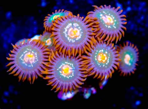 Cap N Crunch Zoanthids Frag Box Corals
